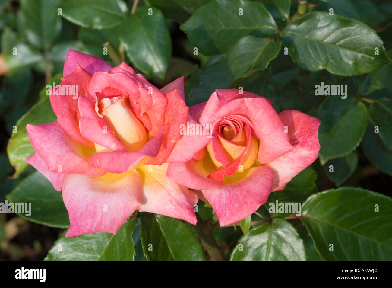 Rosa piccadilly hi-res stock photography and images - Alamy