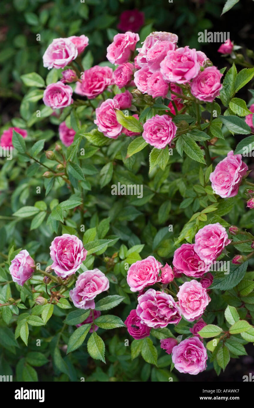Perla rosa hi-res stock photography and images - Alamy