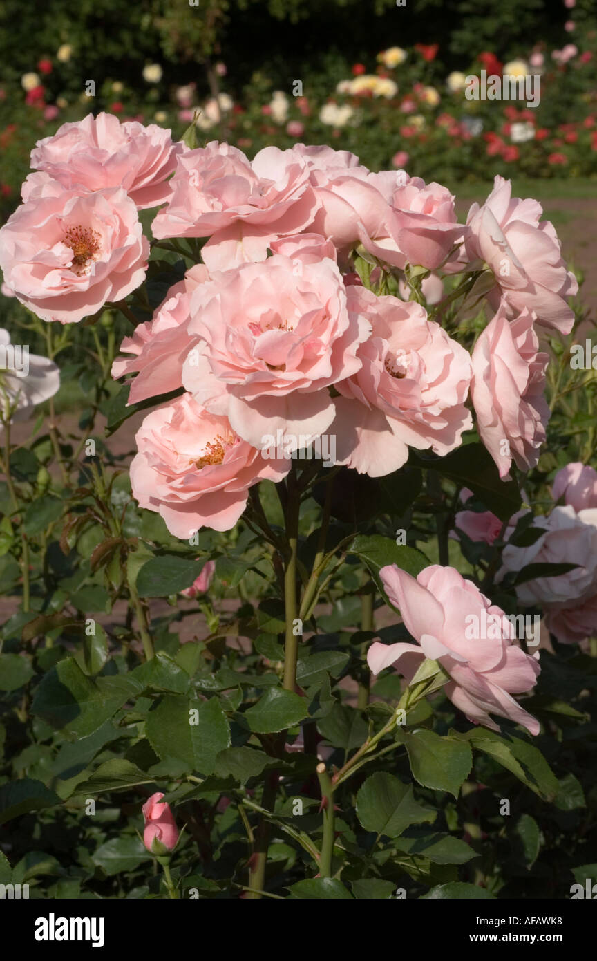 Pink Rose Rosaceae Rosa Geisha Hort M Tantau 1964 Stock Photo - Alamy