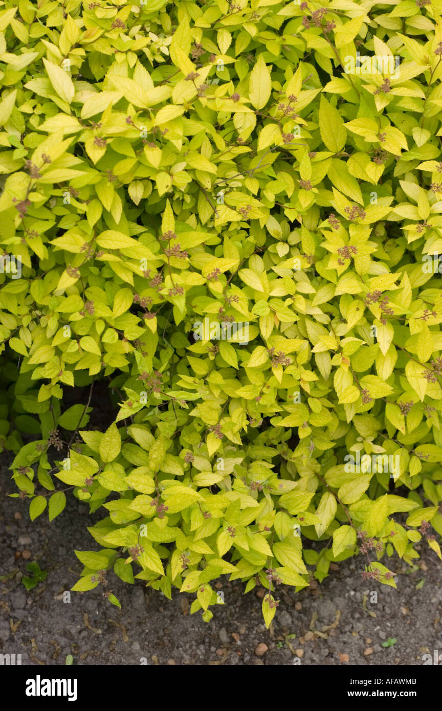 Yellow leaves of Rosaceae Spiraea japonica Little Princess Stock Photo ...