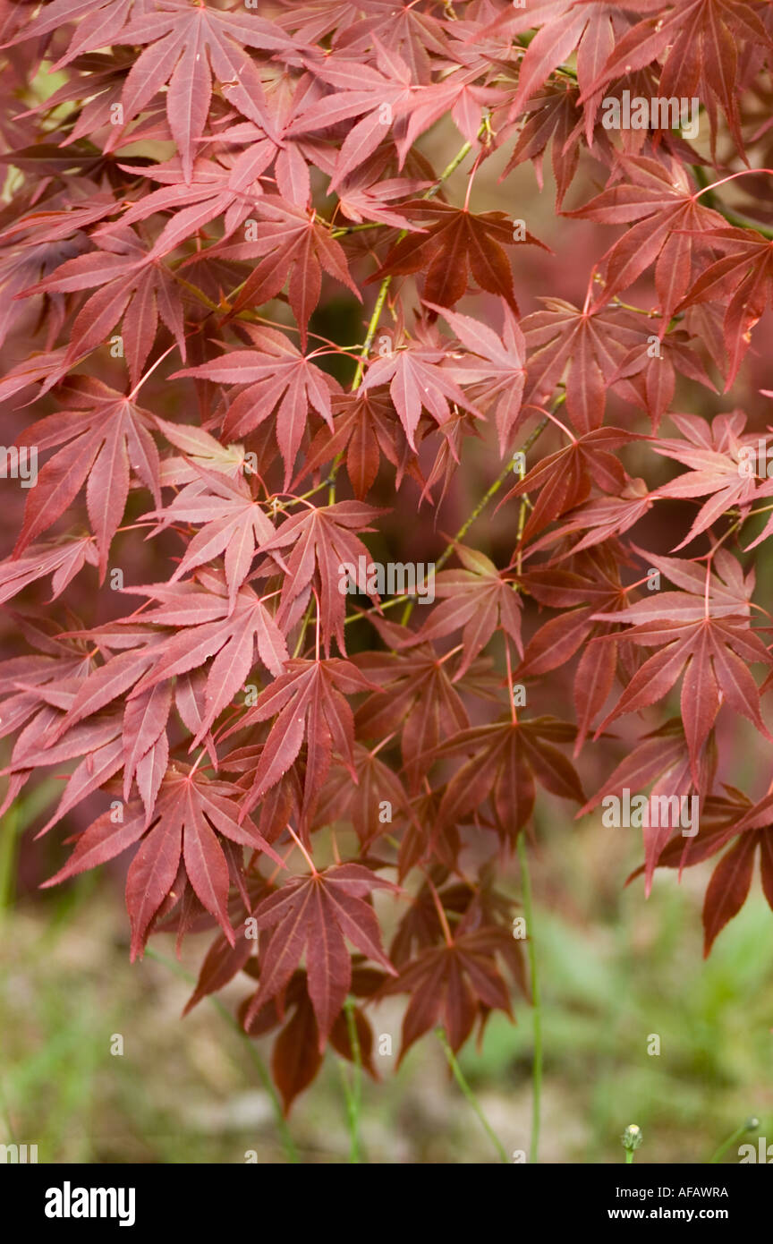 Purple Palm Acer tree Aceraceae Acer Palmatum f atropurpureum Japan ...