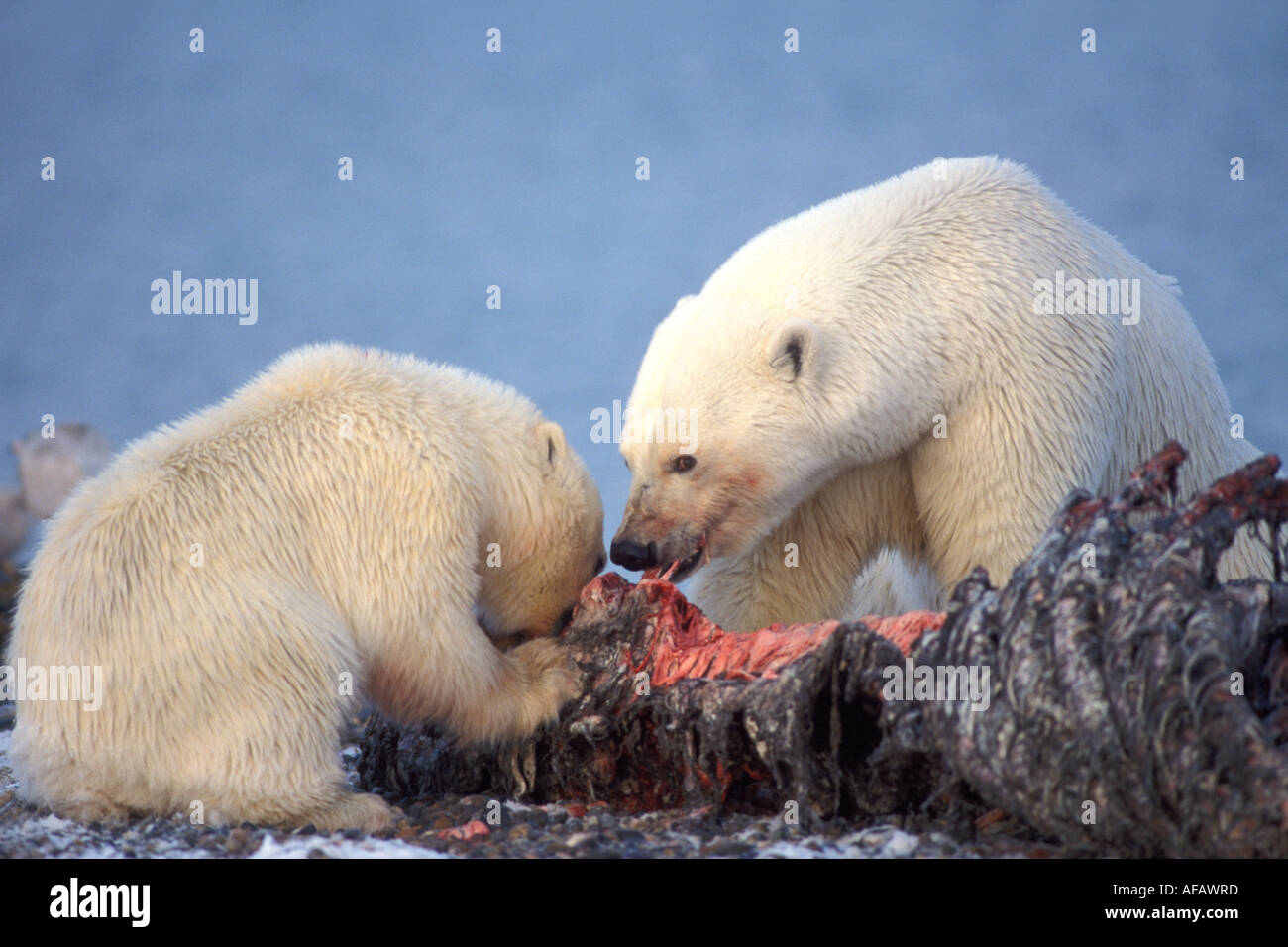 polar bear Ursus maritimus sow with cubs scavenging a bowhead whale ...