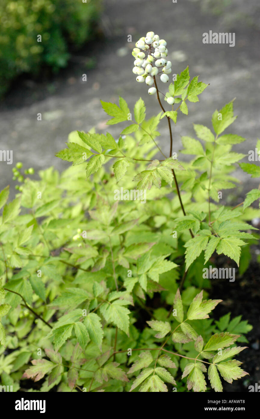 White actaea pachypoda hi-res stock photography and images - Alamy