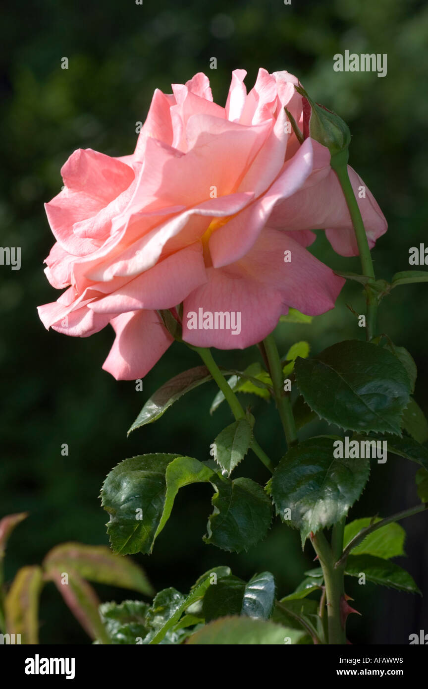 Pink Rose Rosaceae Rosa Troika Hort Poulsen 1972 Stock Photo - Alamy