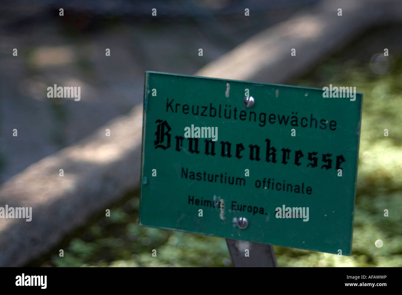 Rorippa microphylla hi-res stock photography and images - Alamy