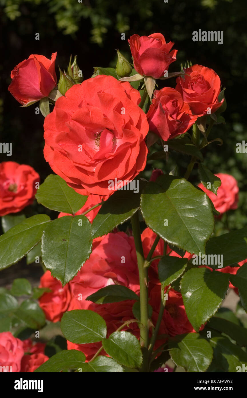 Rose rosa satchmo hi-res stock photography and images - Alamy