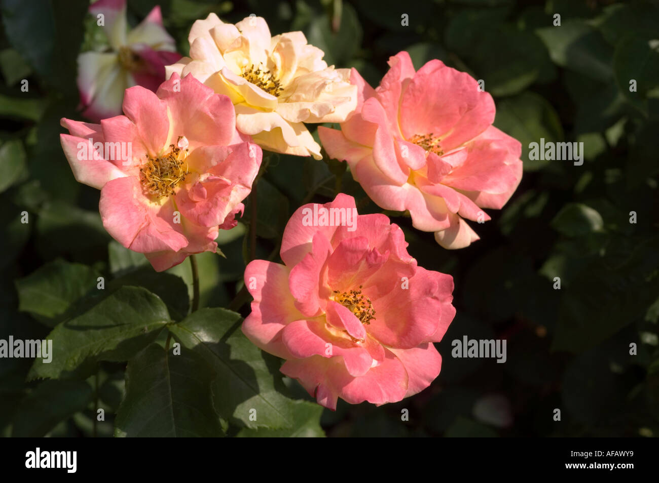 Jackson and perkins rose hi-res stock photography and images - Alamy