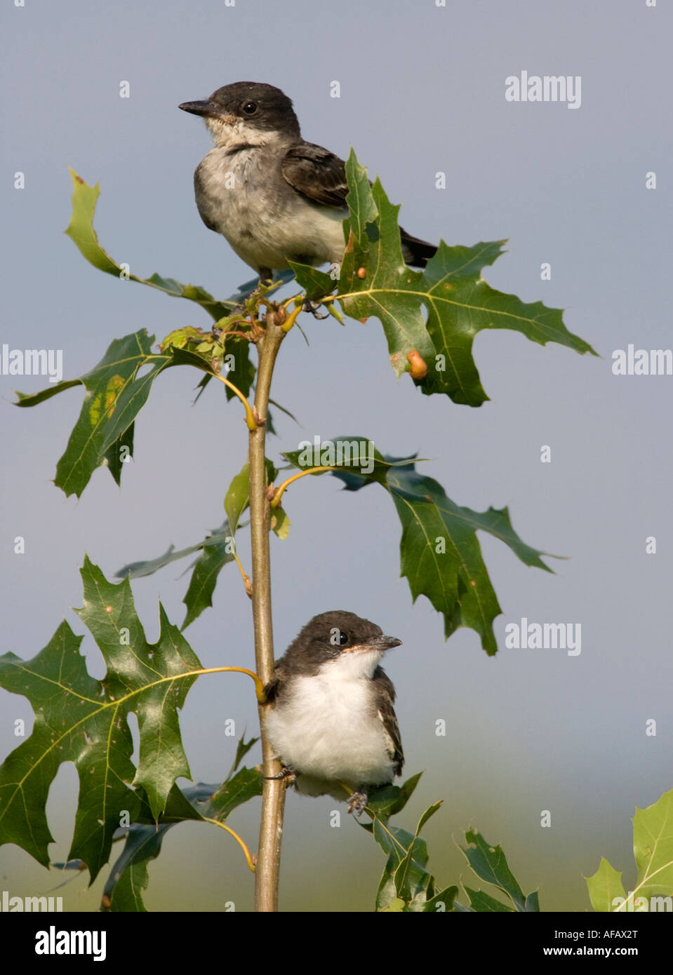 Juvenile Eastern Kingbird