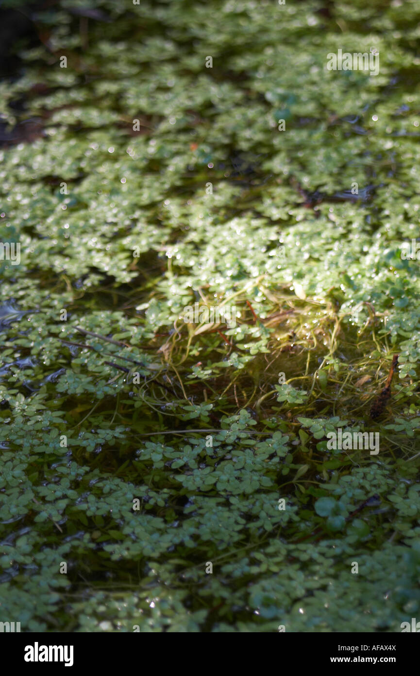 Rorippa microphylla hi-res stock photography and images - Alamy