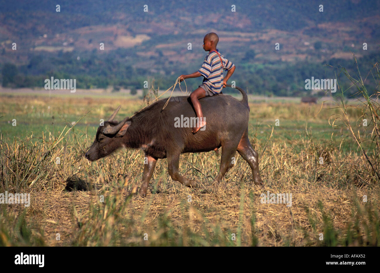 Children riding buffalo hi-res stock photography and images - Alamy