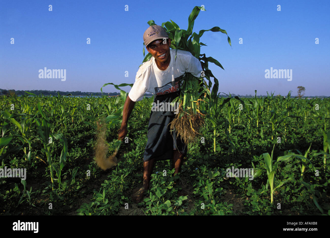 Mandalay boy weeding the fields just outside of town Stock Photo - Alamy