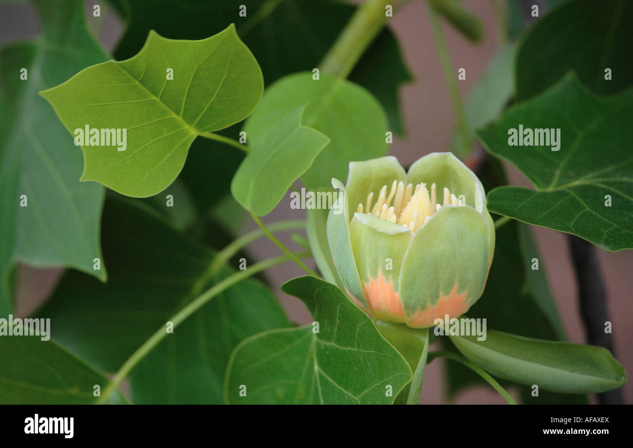 Pllll hi-res stock photography and images - Alamy