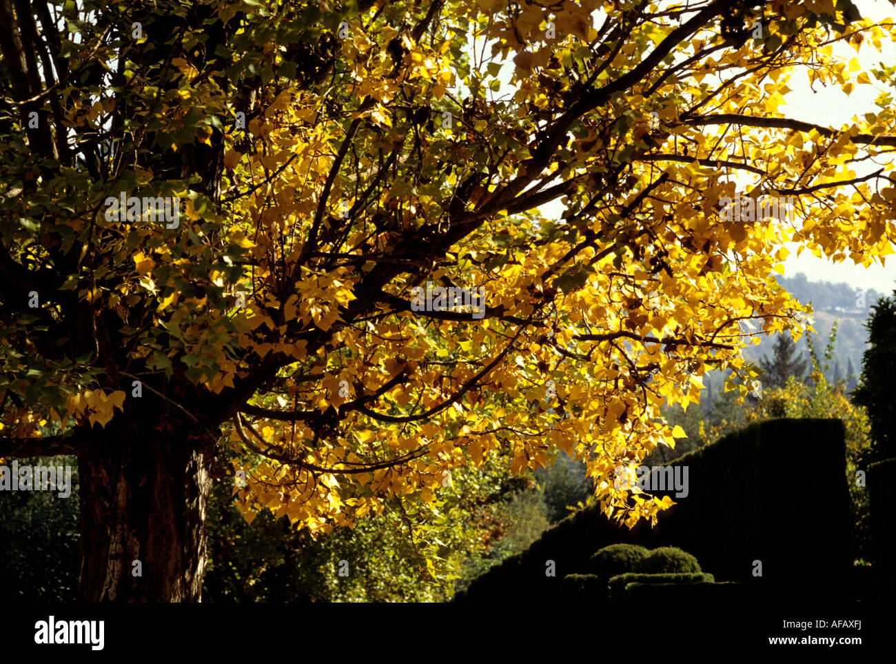 Chico Fall Autumn High Resolution Stock Photography and Images - Alamy