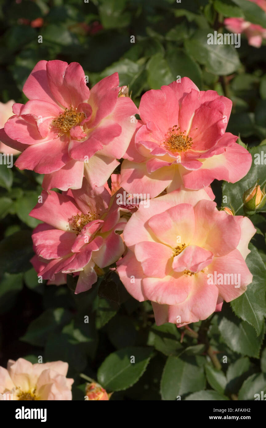 Jackson and perkins rose hi-res stock photography and images - Alamy