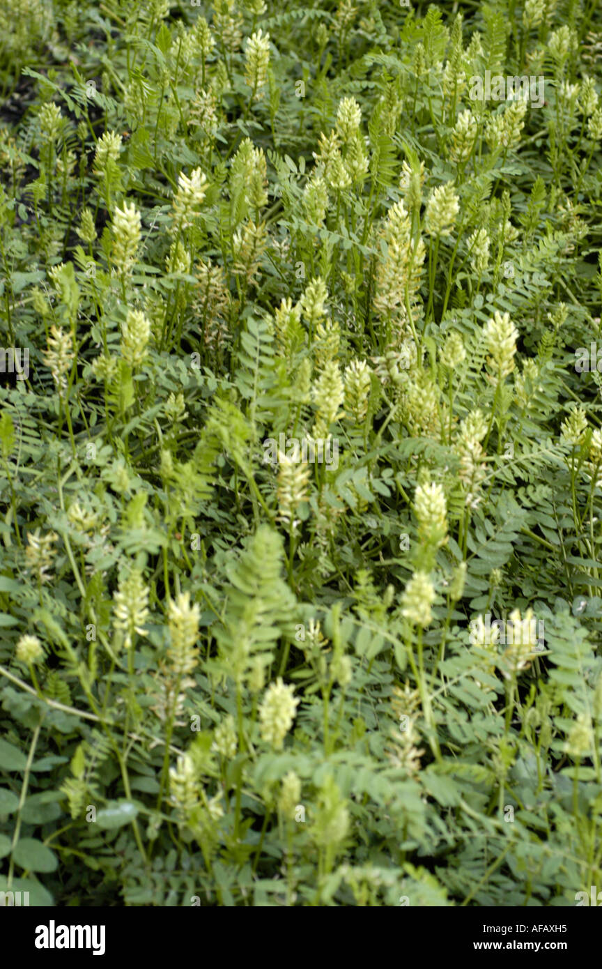 Leguminosae Fabaceae Astragalus cicer Europe Asia Stock Photo - Alamy