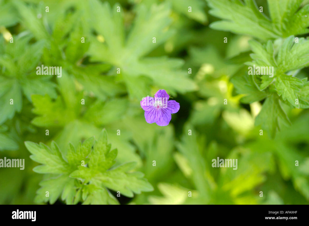 Violet flower of marsh cranesbill long stalked cranesbill longstalk ...