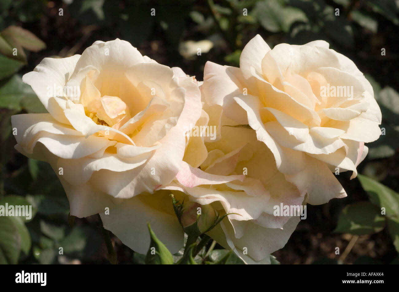 Rose apricot nectar hi-res stock photography and images - Alamy
