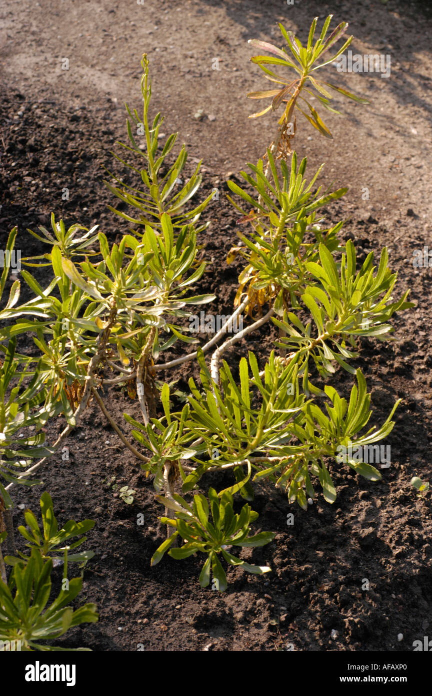 Azorina vidalii hi-res stock photography and images - Alamy