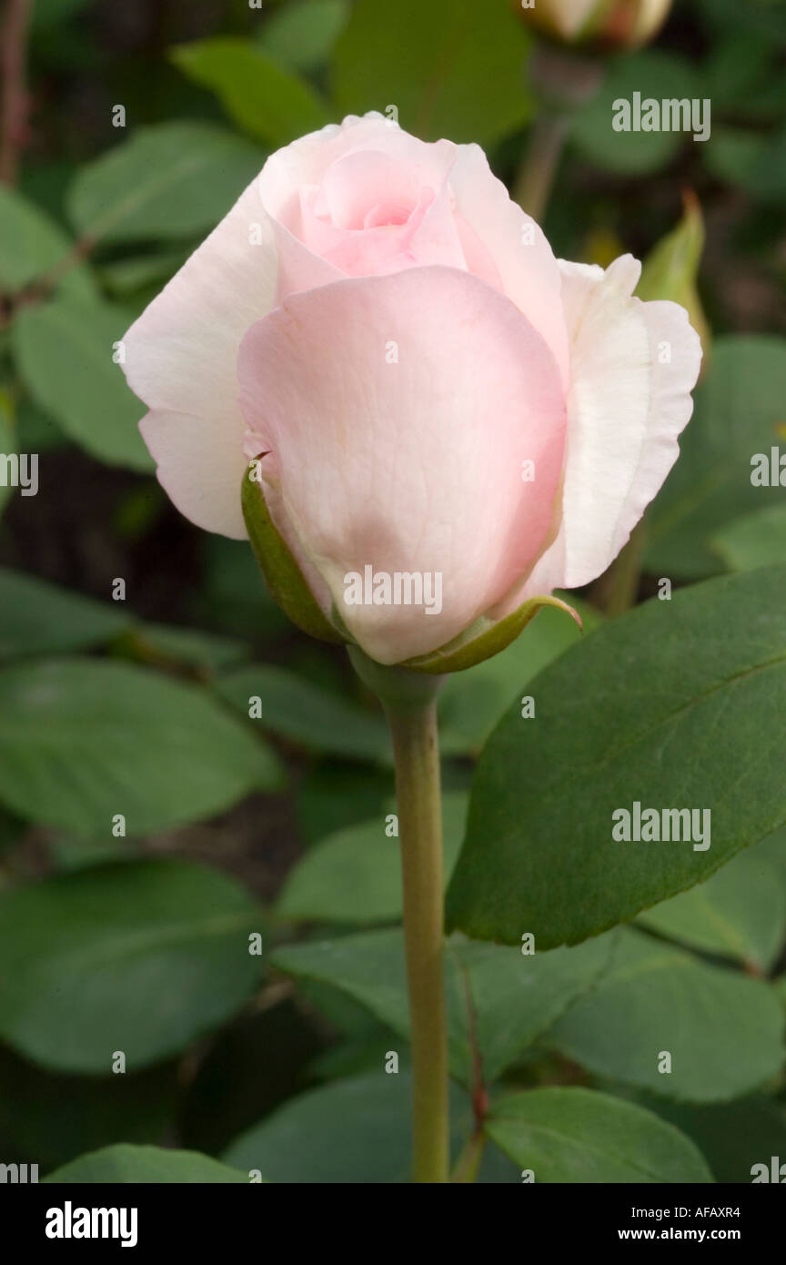 White pink Hybrid Tea Rose Rosaceae Rosa thea hybrida Kopernik Poland ...