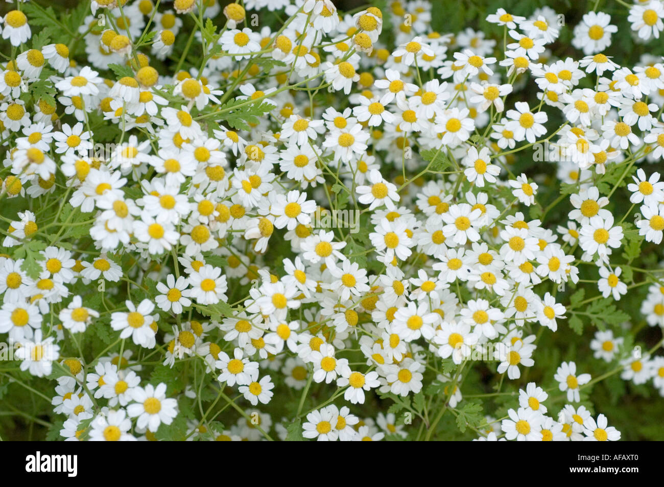 White flowers of Feverfew Compositae or Asteraceae Tanacetum parthenium ...