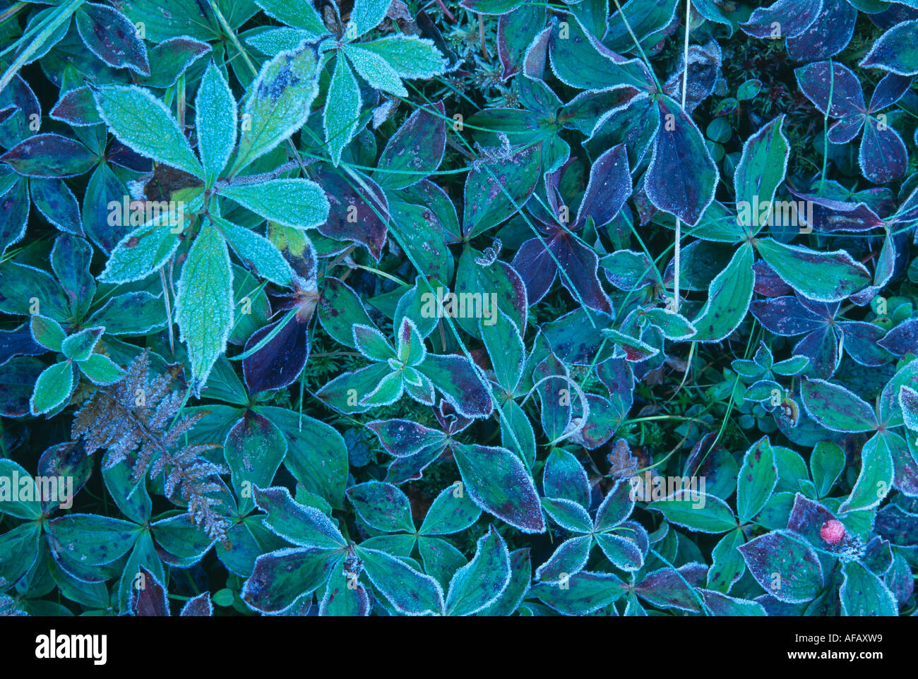 Crackerberry hi-res stock photography and images - Alamy