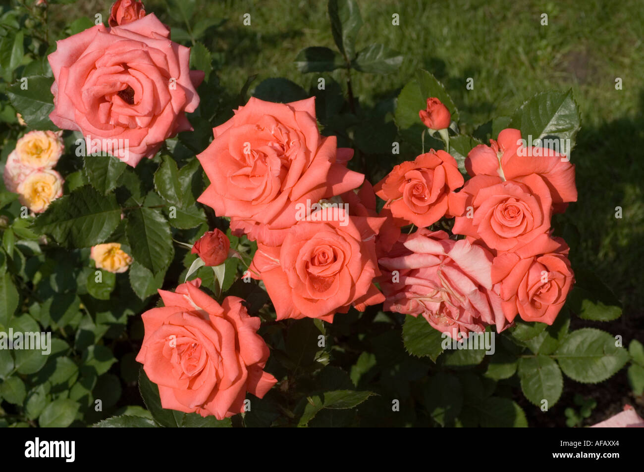 Lady rose hi-res stock photography and images - Alamy