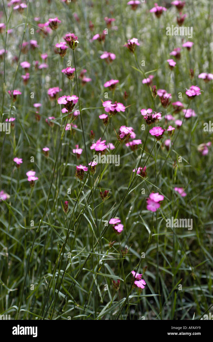 Giant pink flowers of Caryophyllaceae Dianthus giganteus DUrv Stock ...