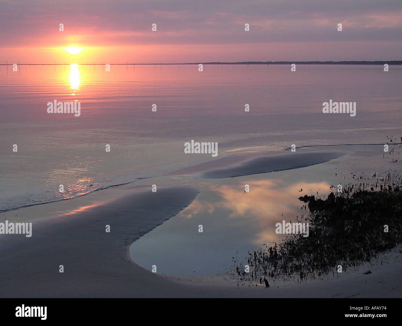 Florida Alligator Beach High Resolution Stock Photography and Images ...