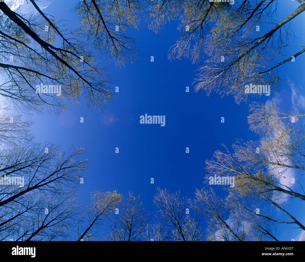 Circle of Trees Stock Photo - Alamy