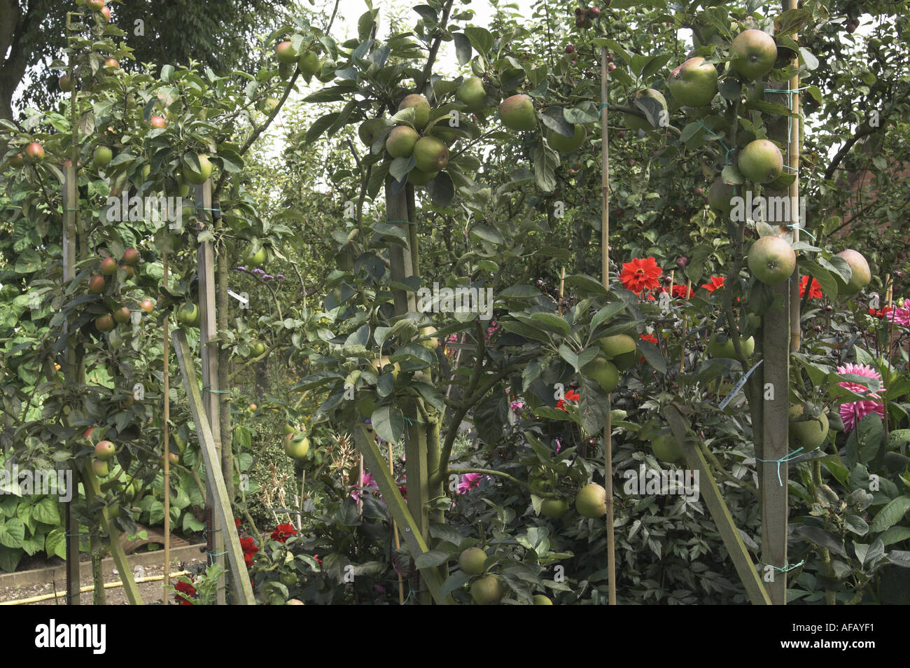 Cordon apples hi-res stock photography and images - Alamy