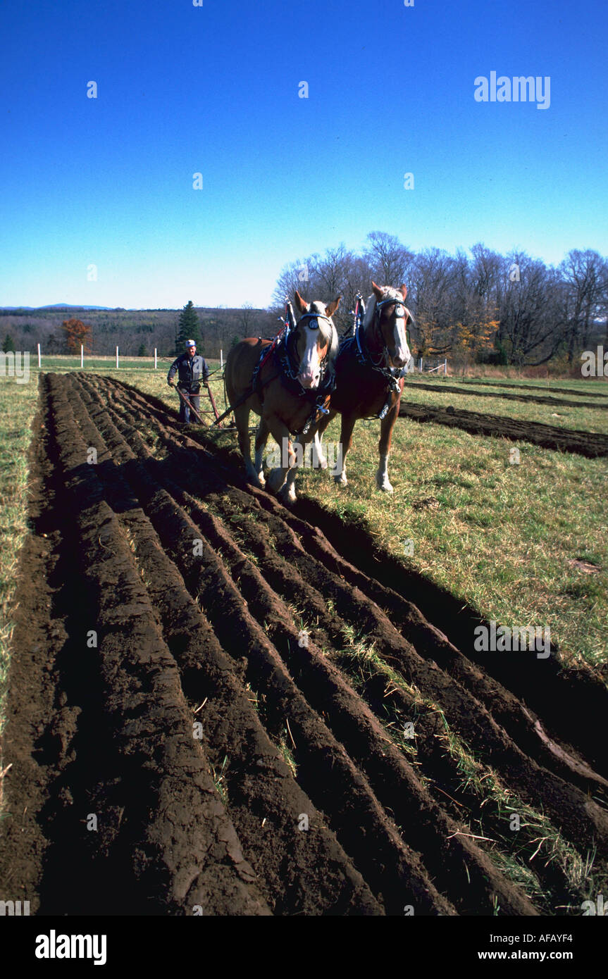 Farmer with horse team pulling plow through fields Stock Photo - Alamy