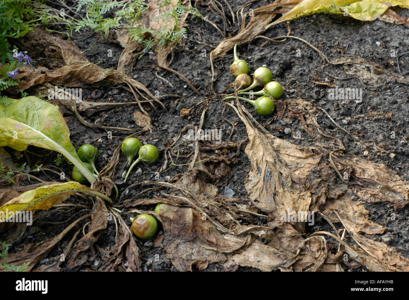 globular succulent berries of Mandrake Solanaceae Mandragora ...