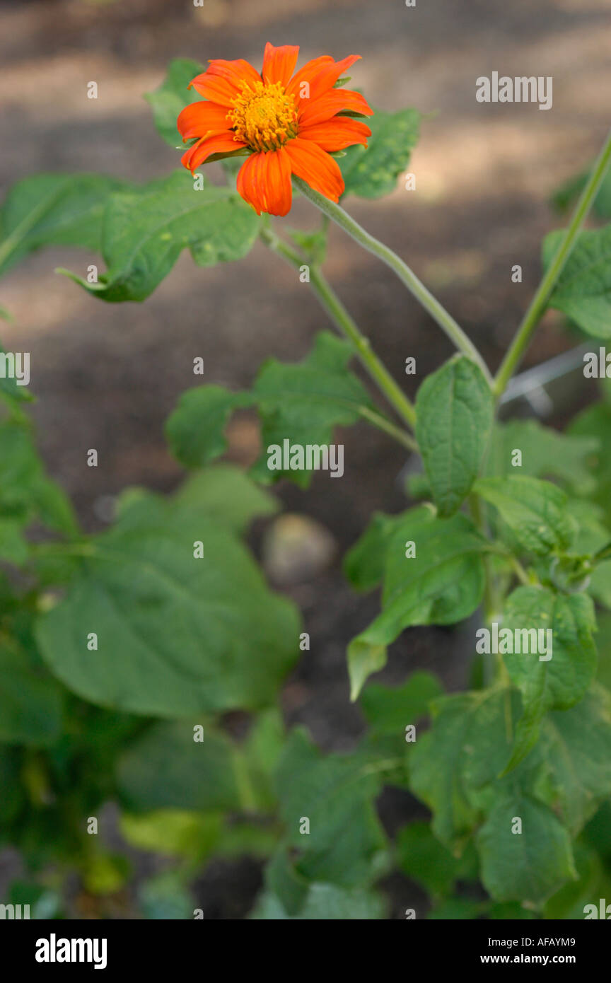 Red Mexican sunflower Compositae Tithonia rotundifolia Mexico Stock ...