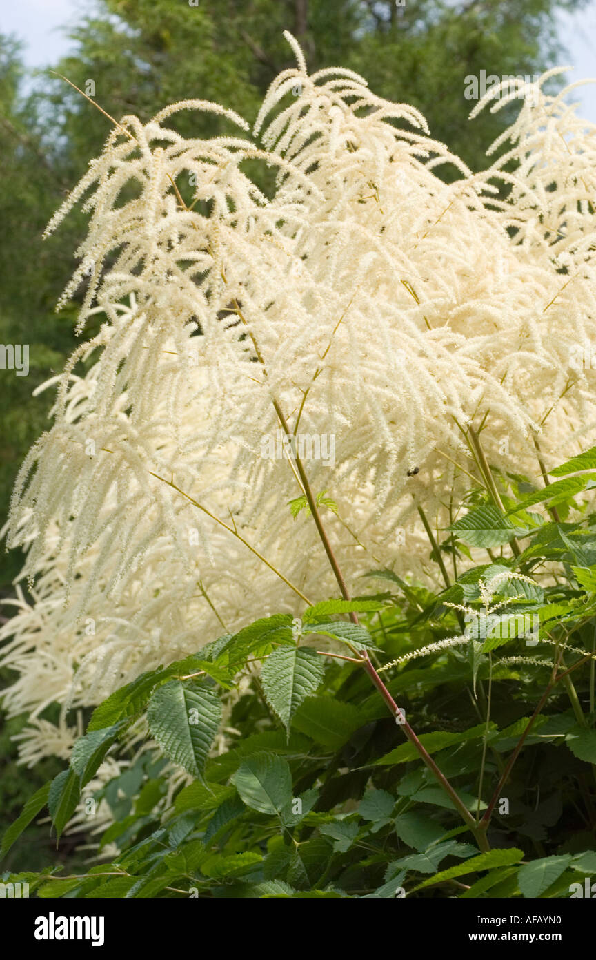 Spiraea aruncus hi-res stock photography and images - Alamy