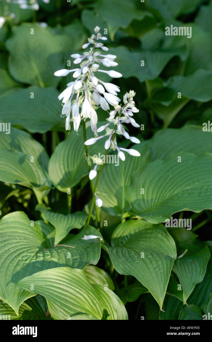 Hosta Fortunei Hyacinthina