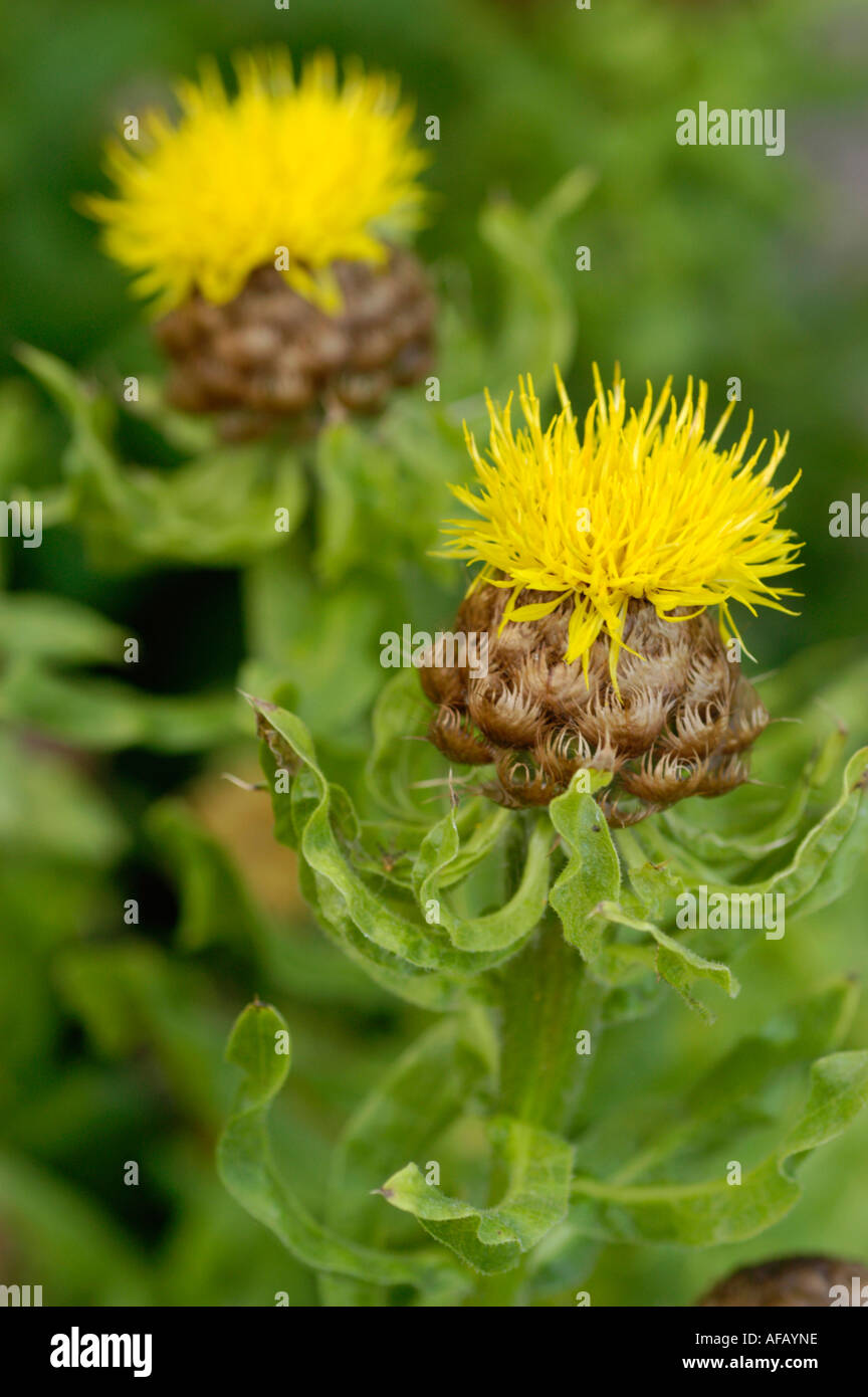 Yellow flower of bighead knapweed Compositae Grossheimia macrocephala ...