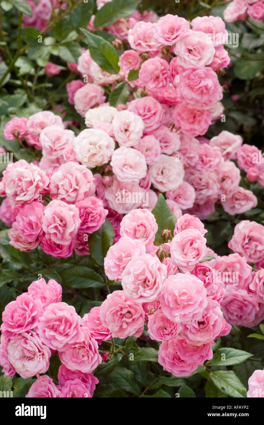 Many small flowers of pink rose Stock Photo - Alamy