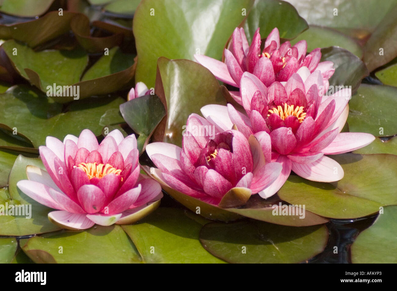 Red white flowers of water lily growing in pond Nymphea Stock Photo - Alamy