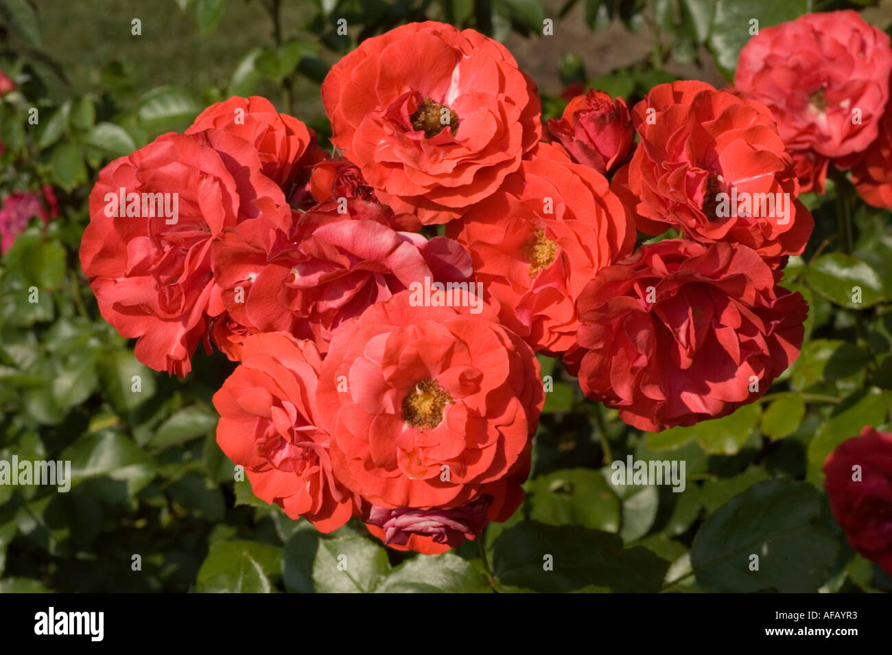 Red Rose Rosaceae Rosa Satchmo Hort S Mc Gredy 1970 Stock Photo - Alamy