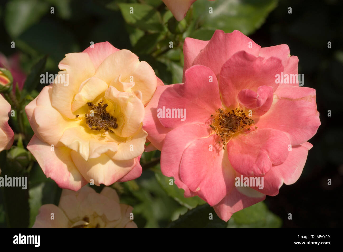Jackson and perkins rose hi-res stock photography and images - Alamy