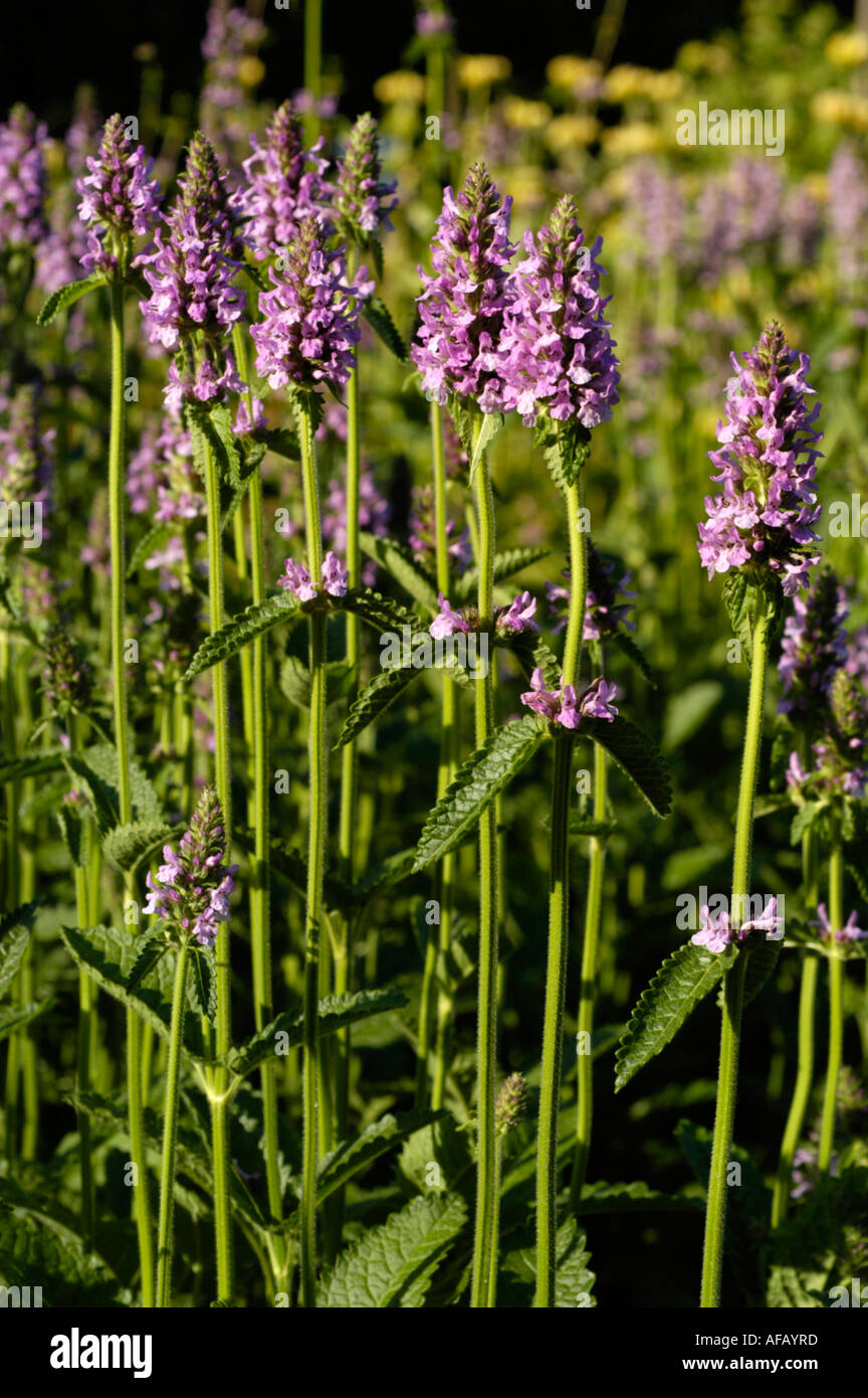 Pink violet flowers of Wood Betony Bishopwort Labiatae Betonica ...