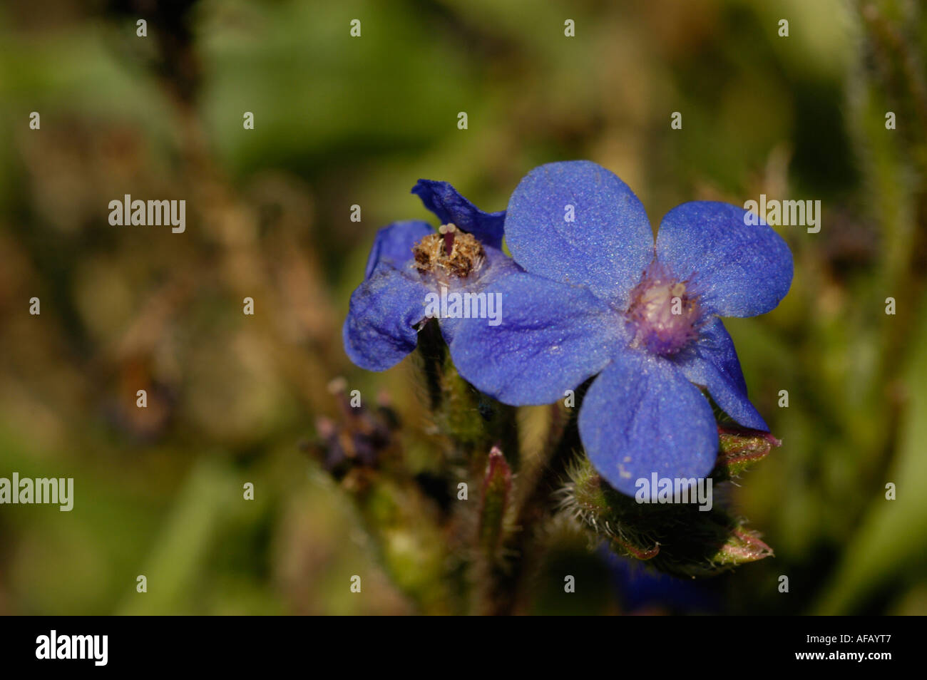 Blue flowers of Anchusa Azurea Stock Photo - Alamy