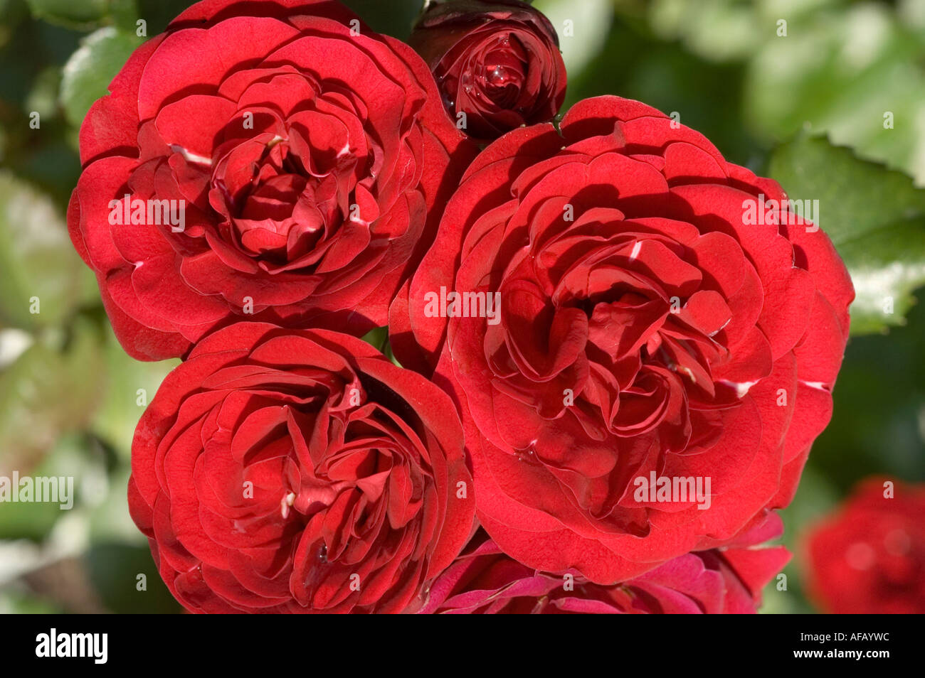 Red Rose Rosaceae Rosa Alain Hort M L Meilland 1948 Stock Photo - Alamy