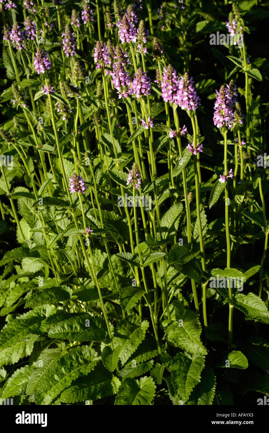 Pink violet flowers of Wood Betony Bishopwort Labiatae Betonica ...