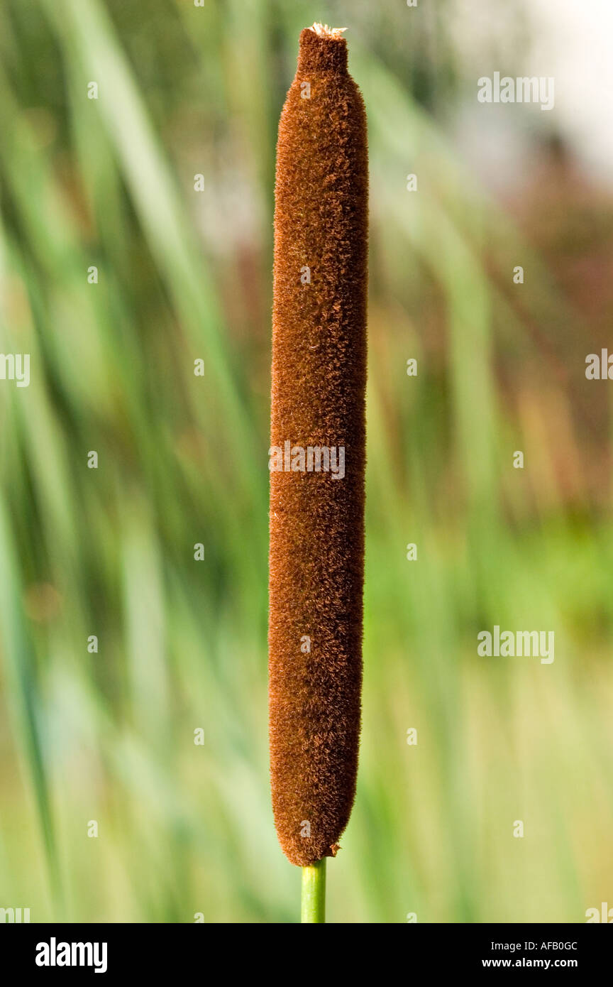Narrow Leaf Cattail Typha angustifolia Stock Photo - Alamy
