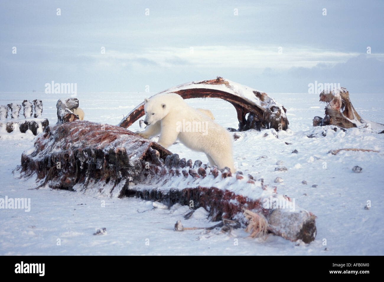 polar bear Ursus maritimus scavenging a bowhead whale carcass 1002 area ...