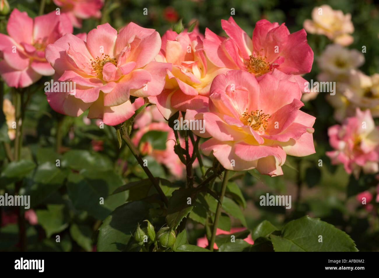 Jackson and perkins rose hi-res stock photography and images - Alamy