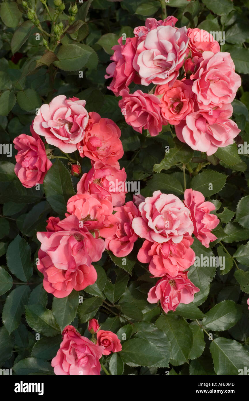 Nirvana rose hi-res stock photography and images - Alamy