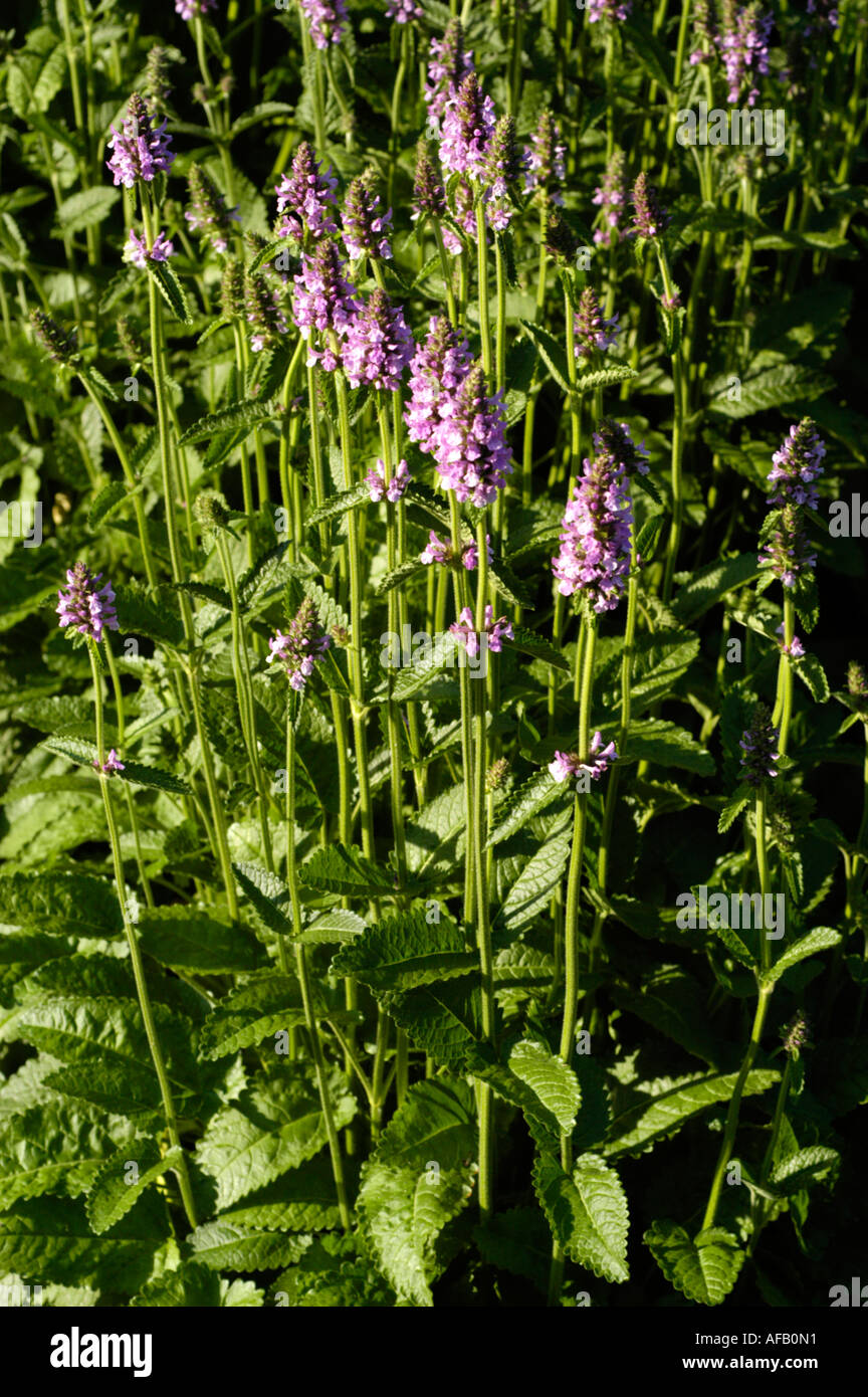 Pink violet flowers of Wood Betony Bishopwort (Betonica officinalis ...