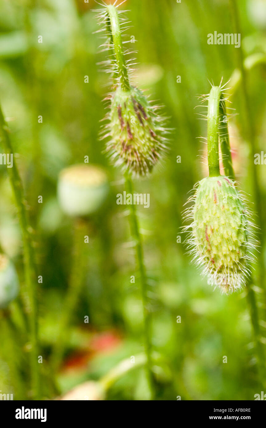Medicinal plant opium poppy Papaveraceae papaver somniferum Stock Photo ...